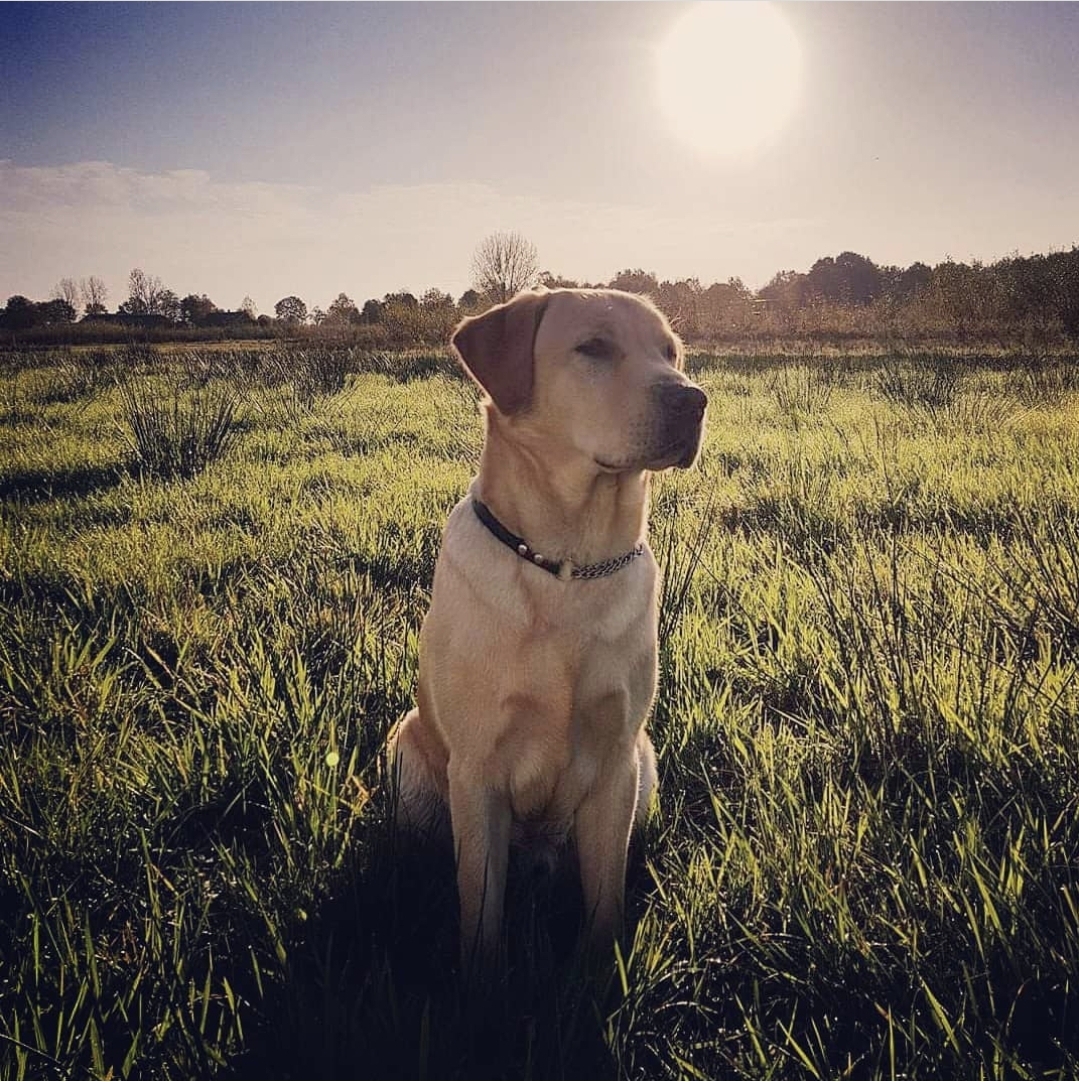 Labrador hobby fokker we verwachten puppies - Fotogalerij